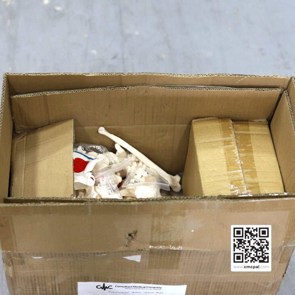 Disarticulated Human Skeleton Model – CMC
