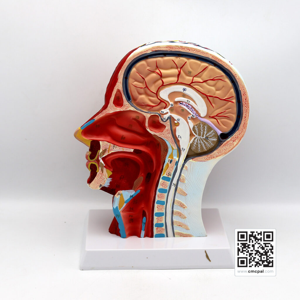 Head Superficial Model – CMC